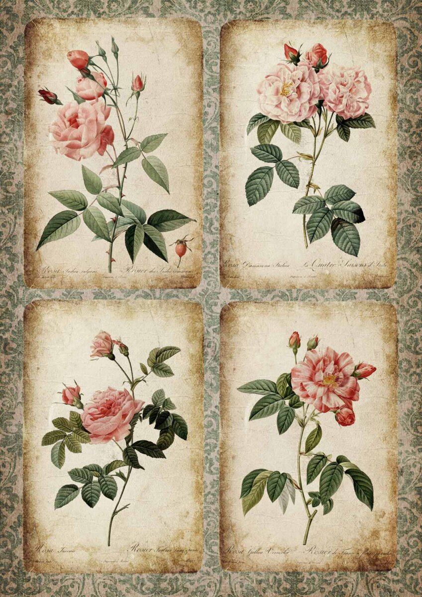 Rose Cards, 2,50